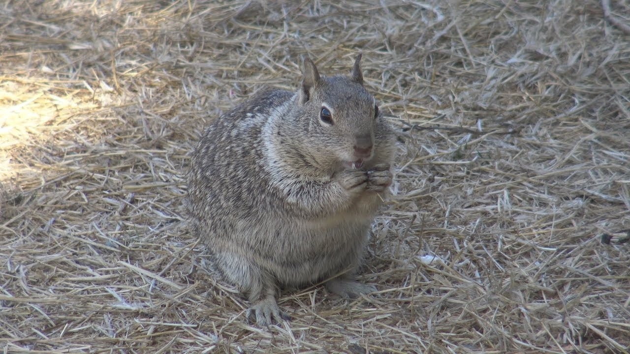 Fat Squirrel (Funny Voice Over)
