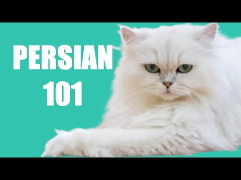 Persian Cat 101 | Must Watch BEFORE Getting a PERSIAN CAT