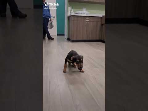 Look at my happy happy guy! Oh just a happy happy happy dog! (tiktok trend)