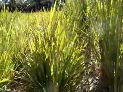 Aerobic rice – one answer to climate change | Harvesting Rainwater