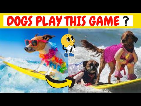 Dog Surfing क्या होता हैं ?|Adventure animals|Dodo kids #shorts #youtubeshorts