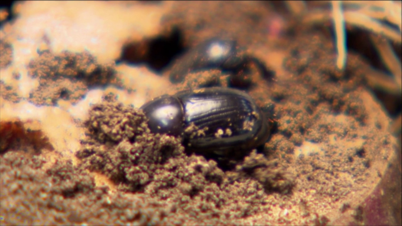 Black Beetle Study
