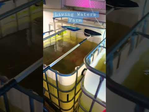 New IBC Tote Tank DIY Raise Fish For Food
