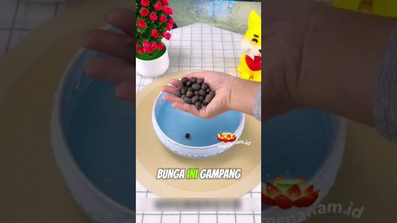 PROMO SPECIAL GAJIAN BIJI BUNGA TERATAI