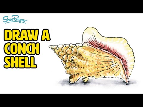How to draw and Paint a Conch Shell | Shoo Rayner