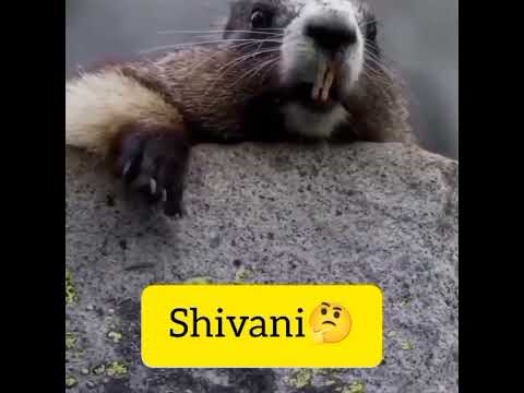 Shivani #emotionalstatus #whatsappstatustamil #tamil #saravanakrishna #astrology #life #name #shorts