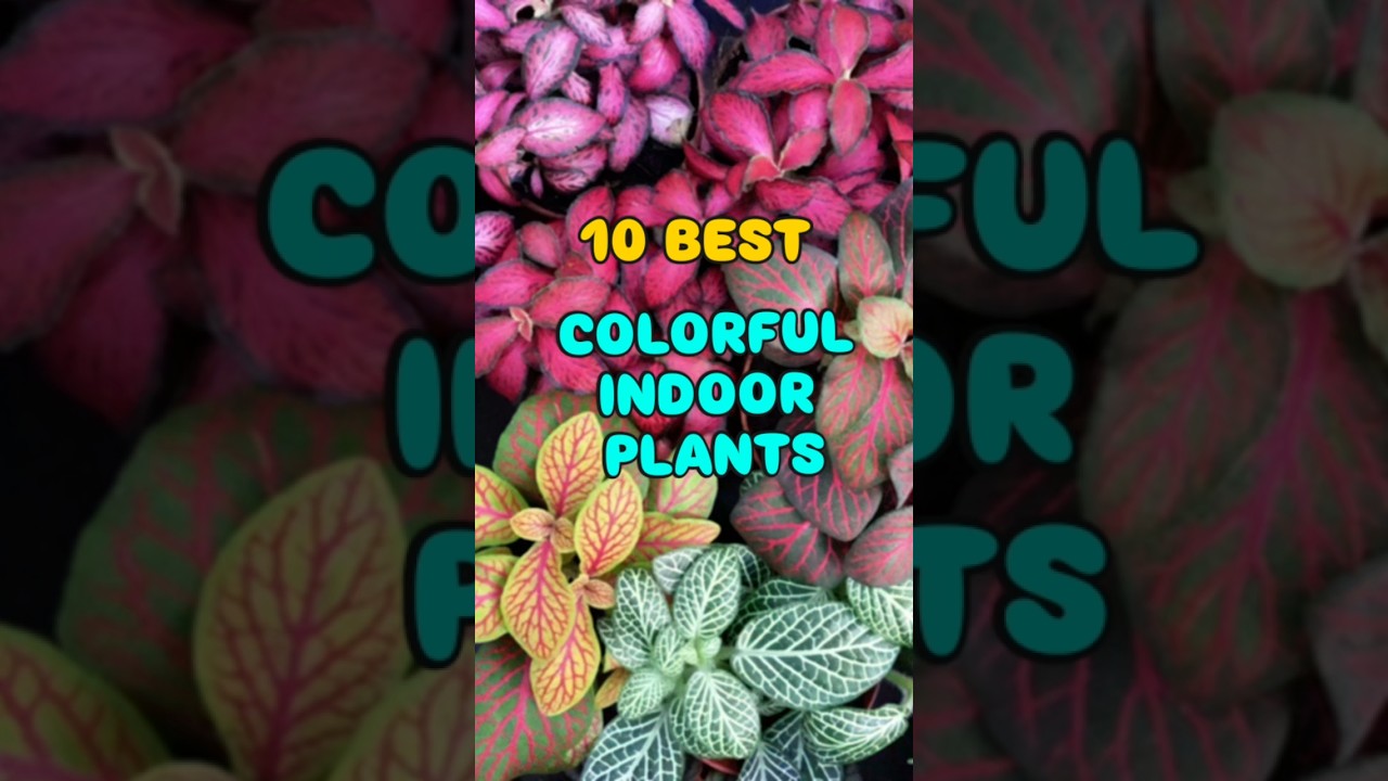 Top 10 Most Colorful Indoor Plants 🌺✨🍁🍂🍃 #plants #garden #shorts