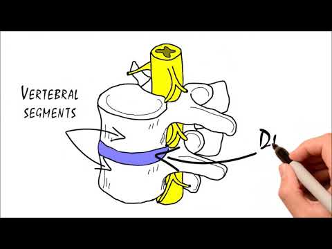 The Beginners Guide To Chiropractic