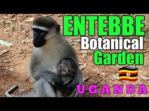ENTEBBE BOTANICAL Garden. #botanicalgarden #entebbe #58