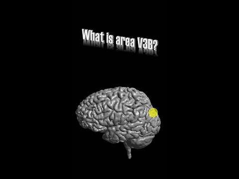 Visual Cortex Area V3B, alias Kinetic Occipital Area (KO)
