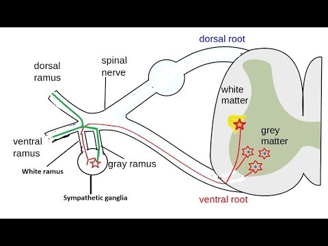 Difference between gray and white rami communicans