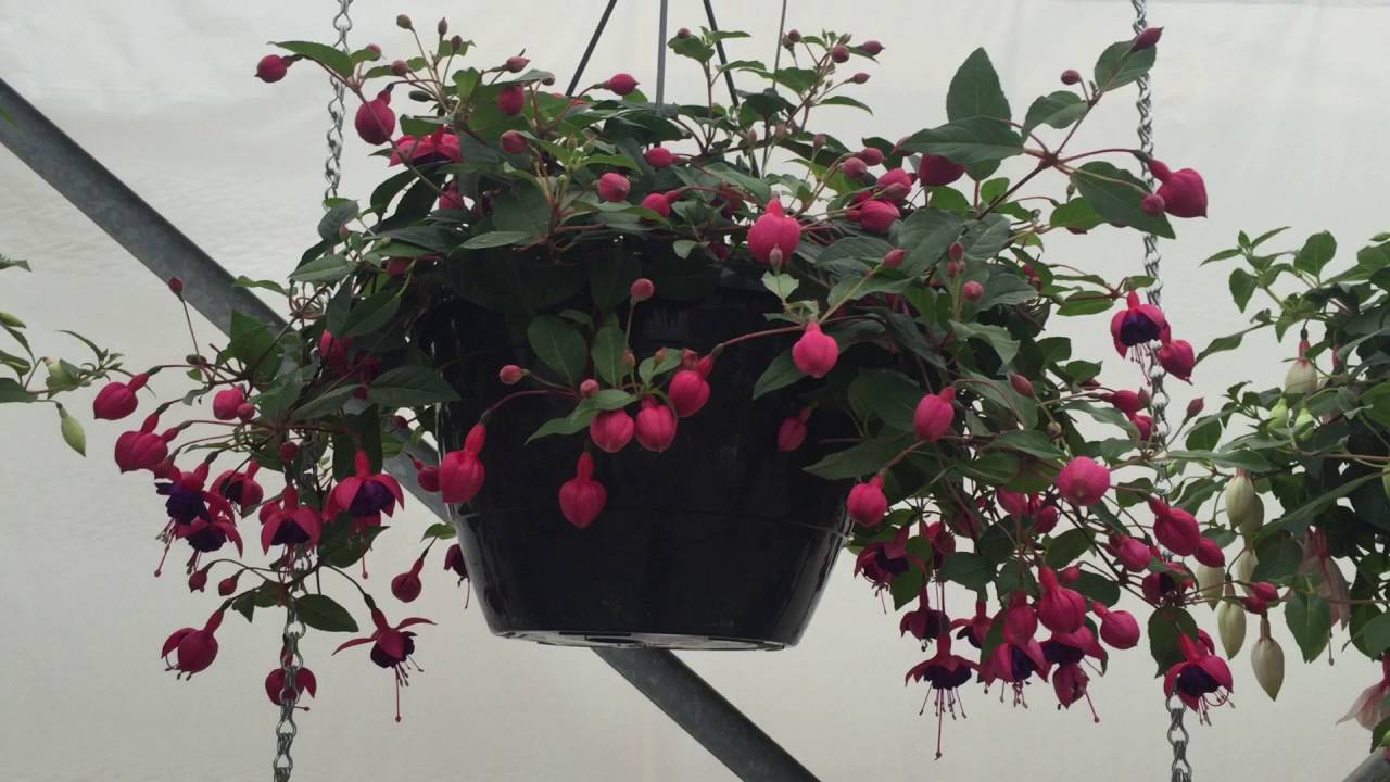 Hang Dollar Princess - Fuchsia