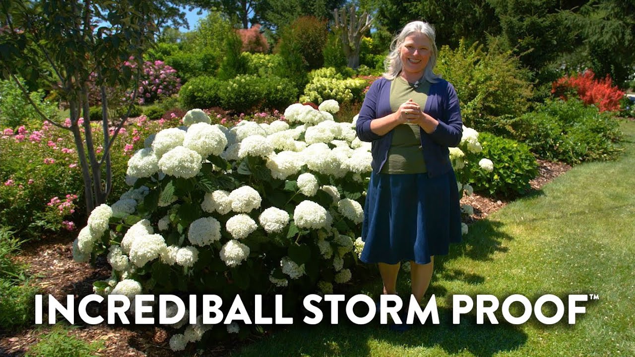 Découvrez les hortensias - Arbustes à fleurs ColorChoice, gagnants éprouvés