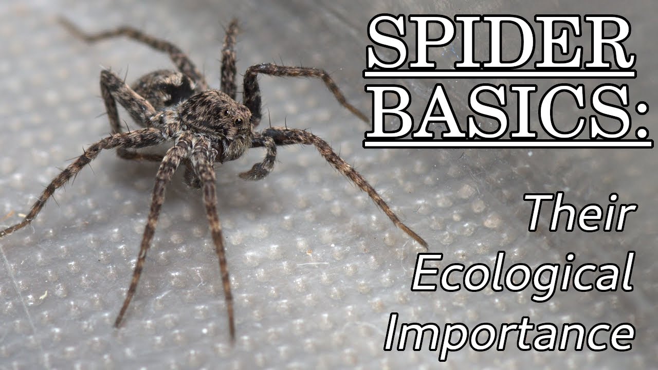 The Ecological Importance of Spiders – Spider Basics: Beyond the Eight Legs, Episode 2