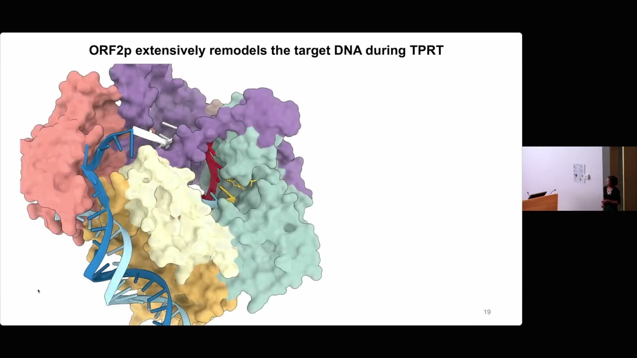 [TALK 1] NGBS2025: Structural mechanism of LINE-1 - Kelly Nguyen