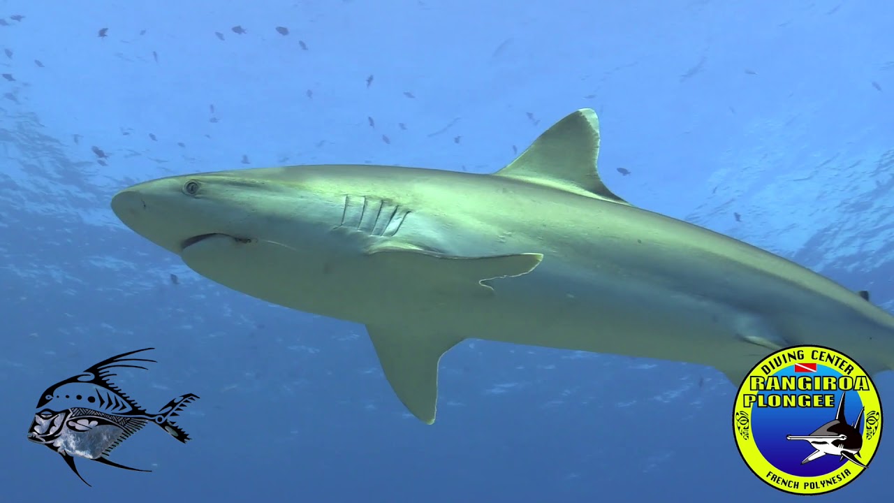 Rangiroa Plongée - Centre de plongée Rangiroa en Polynésie