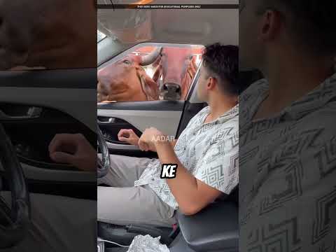 This Boy Buys Food for Hungry Cows