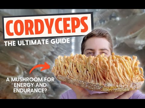 Zombie Fungus or Energy Mushroom? The Ultimate Guide To Cordyceps