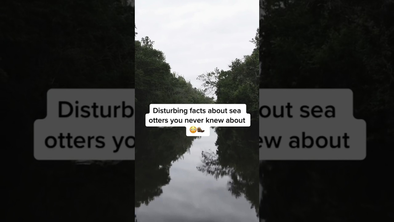 Disturbing facts about Sea otters you never knew about 😳🦦 #Shorts #facts # #shortvideo