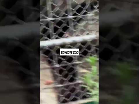 Zoos are not the home for animals #zoo #humanity #injustice2 #duet #biology #animals #empowerment