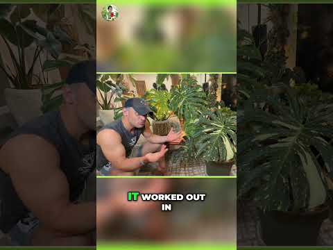 Monstera Saved! Air Layering: Your Secret Weapon for Success!