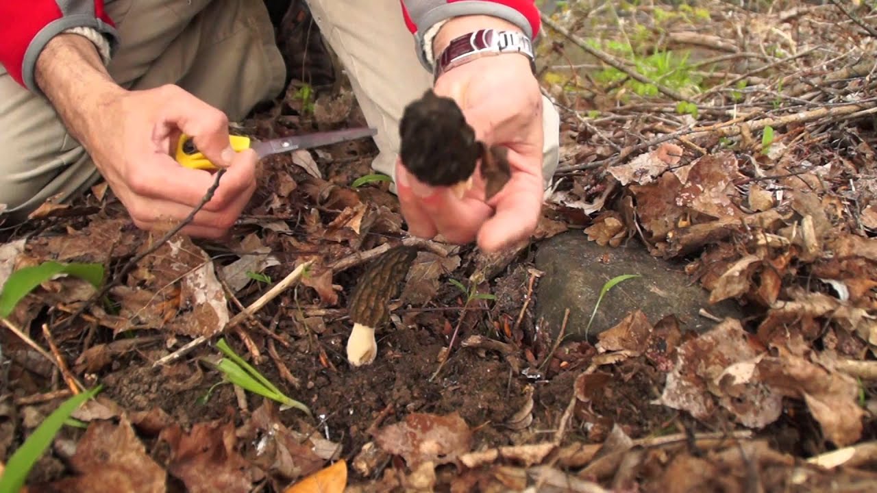 Morchellas negras , como diferenciar la colmenilla conica de la  elata