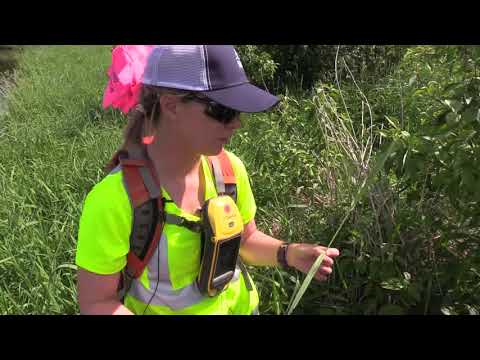 Steps of a Wetland Delineation: Plant Identification