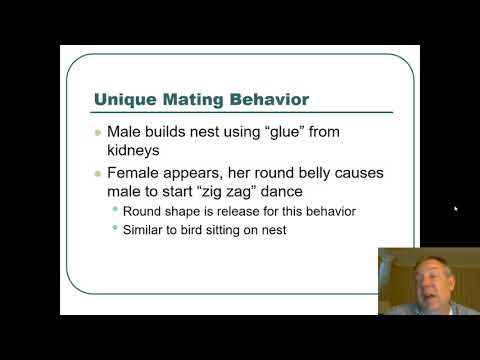 Ichthyology Lecture 31 - KY Families - Sticklebacks