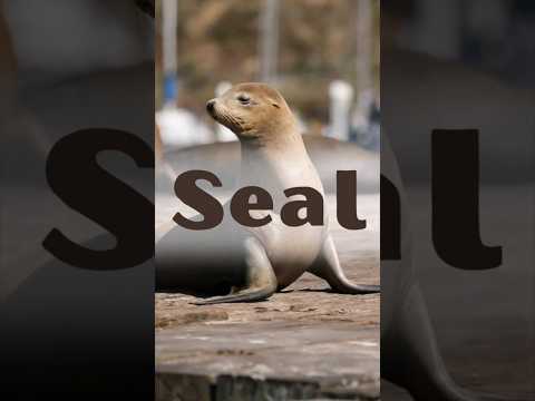 Letter S Sight Words | Letter S ending | Phonics #kindergarten #shortvideo #learnenglish
