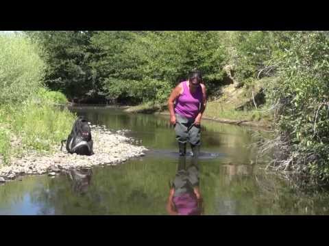 How Pacific Lamprey Could Help Nourish Streams