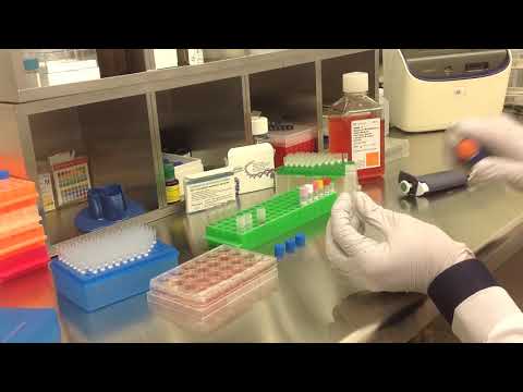 Altogen Biosystems In Vitro C6 Transfection Tutorial