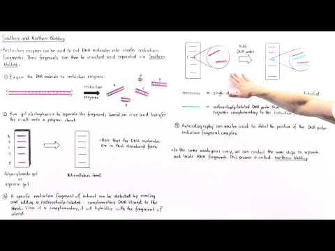 Blotted science tab - tewslocal