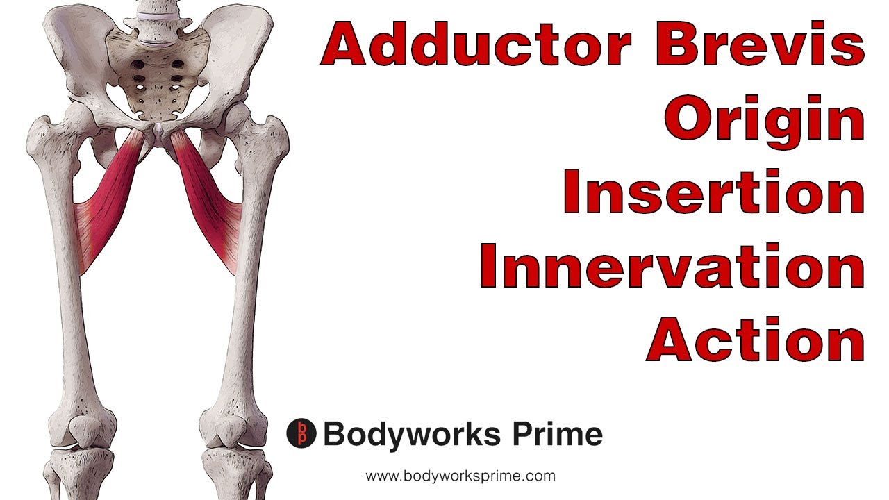 Adductor Brevis Anatomy