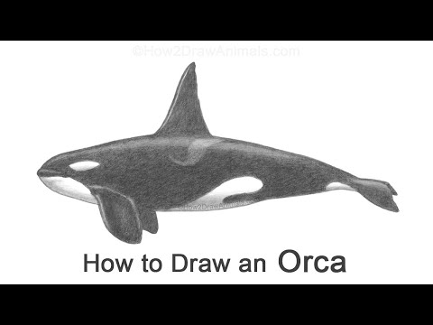 How to Draw an Orca (Killer Whale)