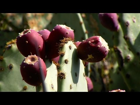 Prickly Pear