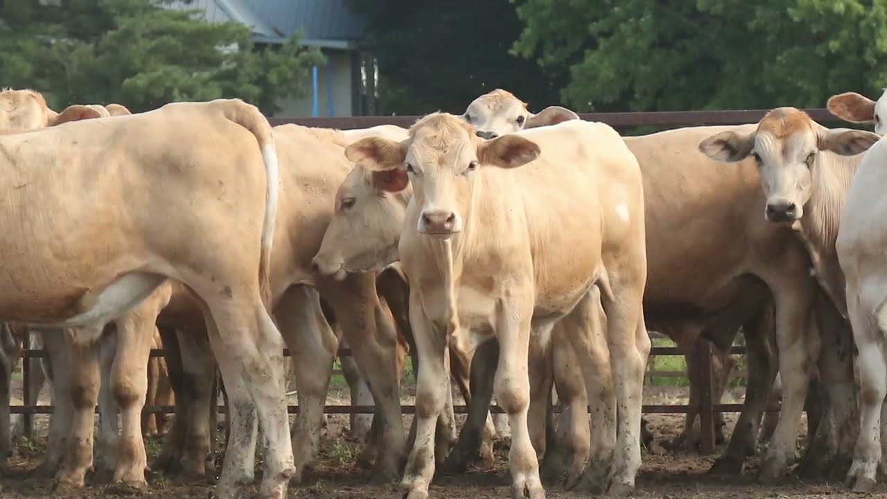 Trial Tests Distillers Grain Pellets on High-Risk Calves in Missouri Growing Operation