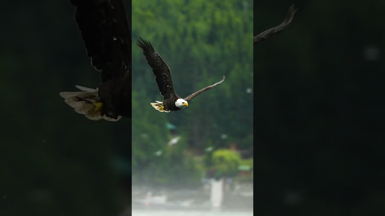 A Eagle Flying