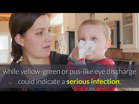 Dog red eyes home remedy | Discharge From a Dog’s Eyes