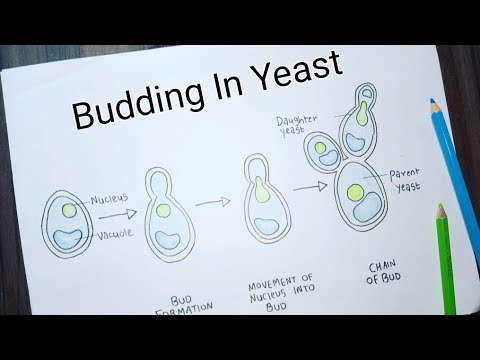 Budding In Yeast | Yeast Budding Diagram | CBSE Drawing Budding In Yeast