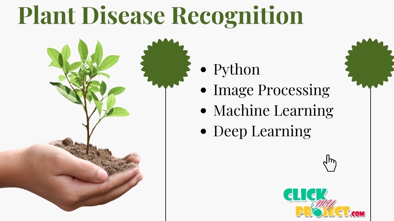 Python Image Processing Projects - Plant Disease Recognition - ClickMyProject