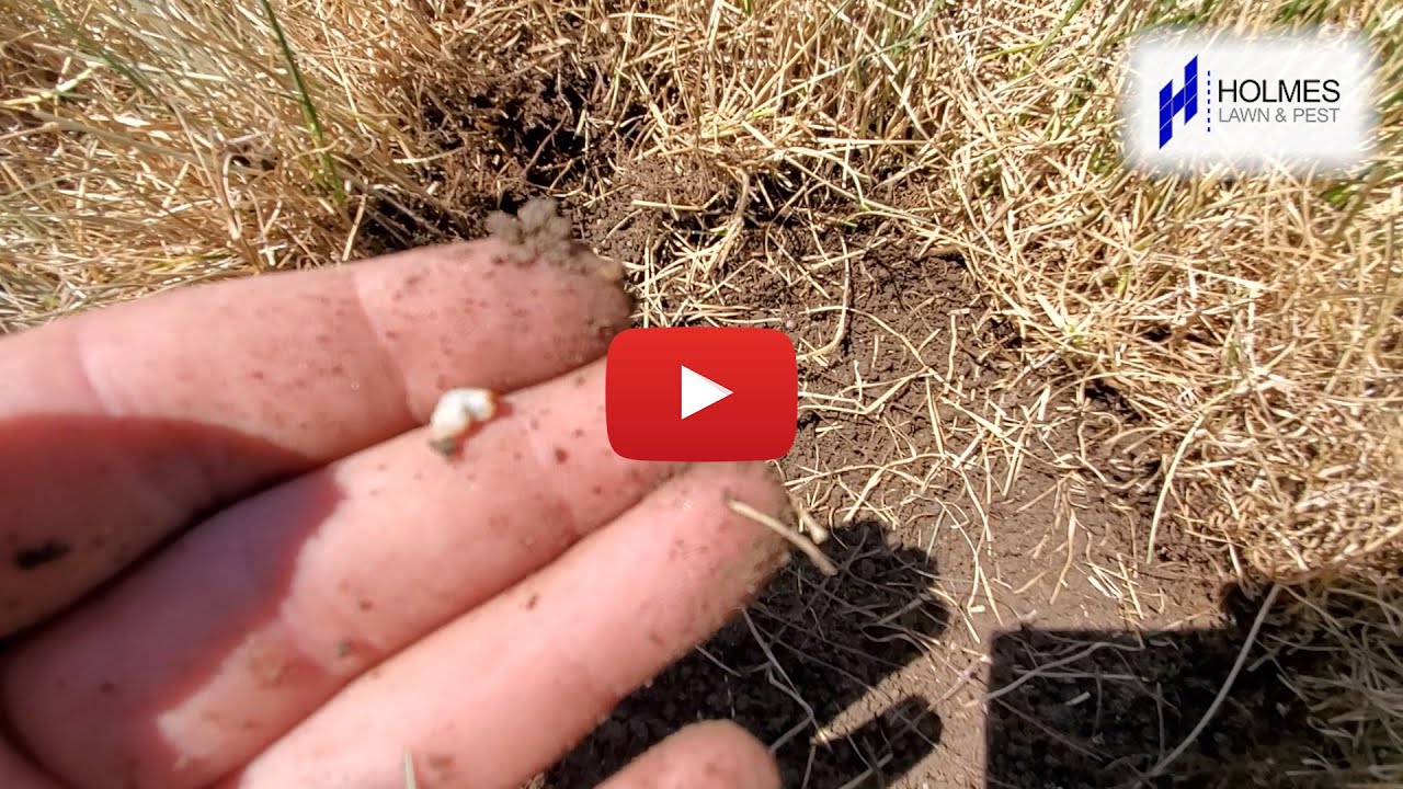 🐛Are Grubs Causing Yellow Grass in Your Lawn?🐛