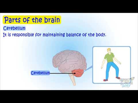 Human Brain and its Parts | Science | Grade-5 | TutWay |