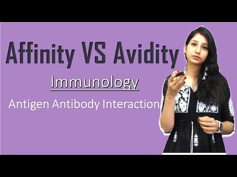 Affinity VS Avidity I Immunology I Antigen Antibody Interaction I ...