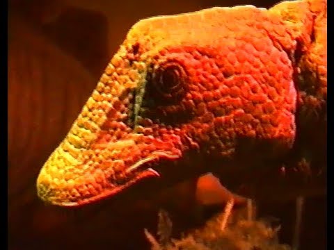 ROBOTIC DINOSAUR EXHIBIT - When Dinosaurs Ruled The Earth - The Macon Observatory