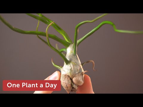 Tillandsia bulbosa Houseplant Care β 61 of 365