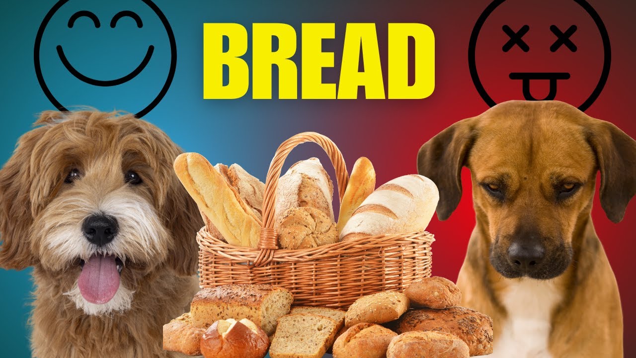 Can Dogs Eat Bread? The Truth About Different Types of Bread for Dogs!