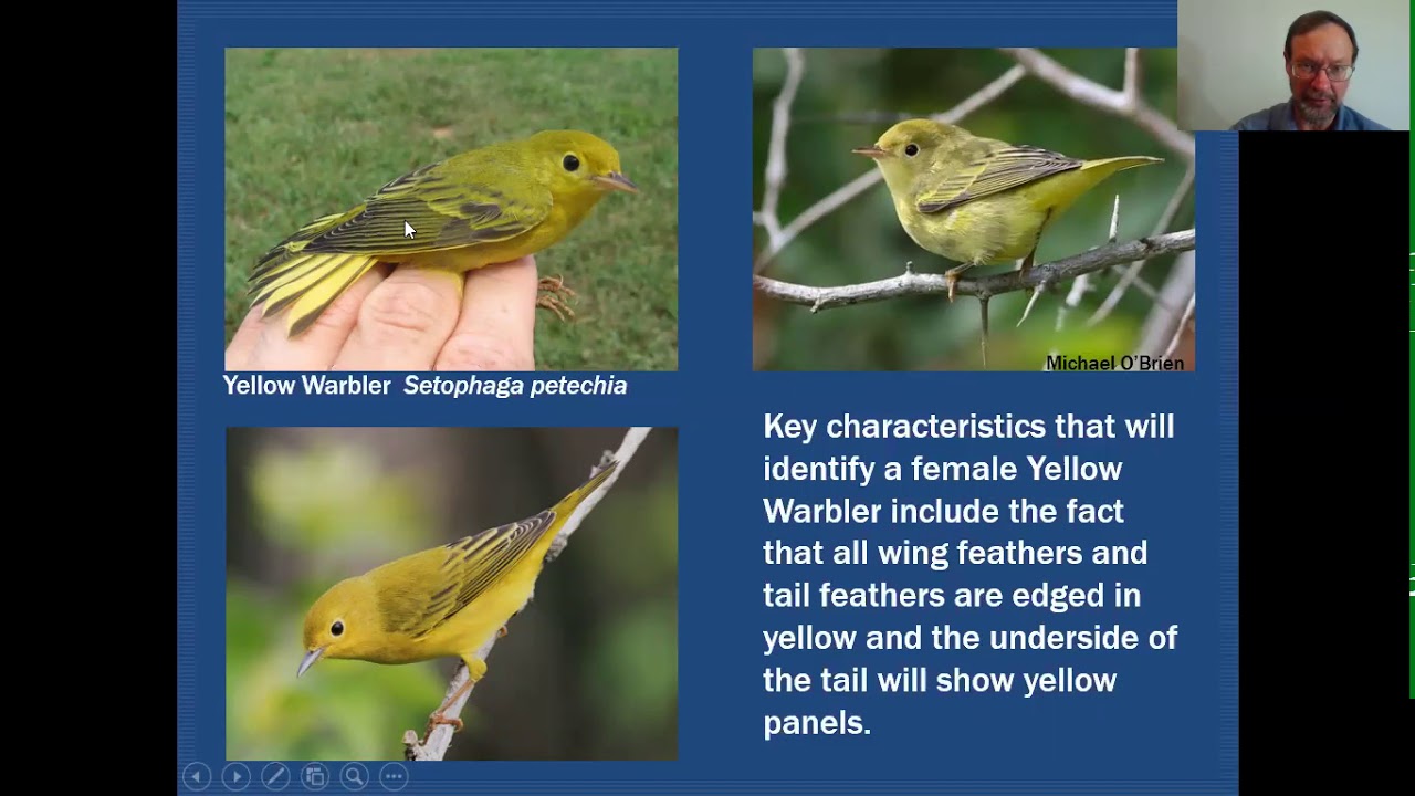 Mini-Tutorial: Yellow, Female Warblers