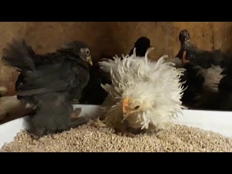 Reasons why chickens scratch