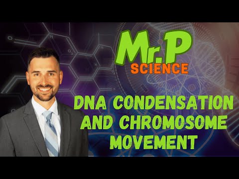 DNA Condensation and Chromosome Movement