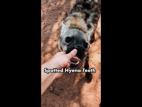 HYENAS TEETH #shorts